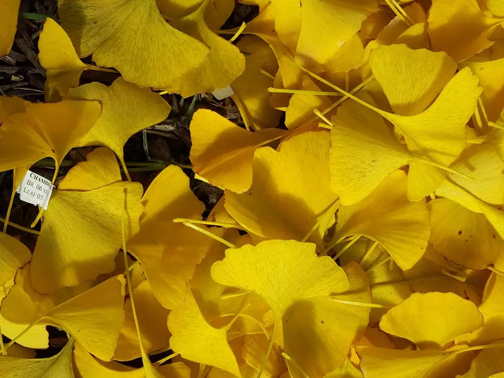 Los científicos del Smithsonian están utilizando hojas de ginkgo para estudiar el cambio climático: necesitan su ayuda