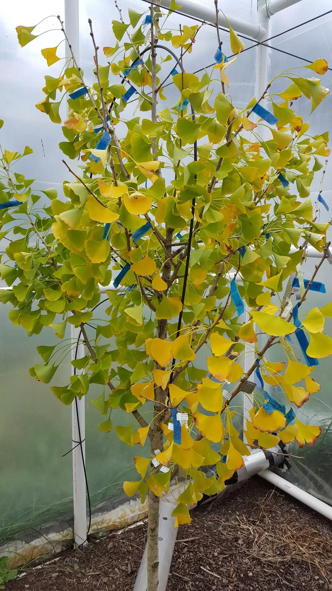 Οι επιστήμονες της Smithsonian χρησιμοποιούν φύλλα Ginkgo για να μελετήσουν την κλιματική αλλαγή—χρειάζονται τη βοήθειά σας