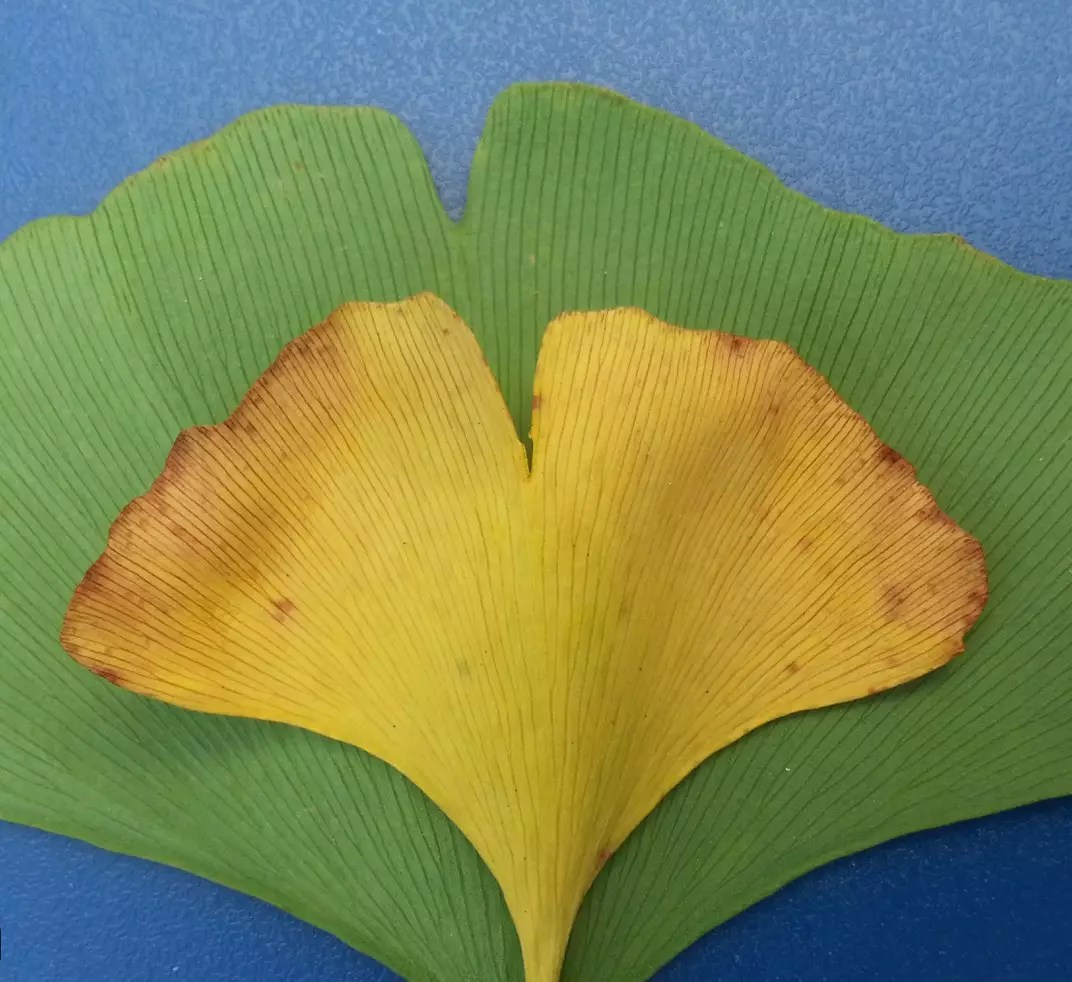 Smithsonian-wetenschappers gebruiken ginkgo-bladeren om klimaatverandering te bestuderen - ze hebben uw hulp nodig