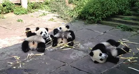 En Zoo Panda Keeper på sin tur til Kina og hvorfor Mei Xiang er en flott mor