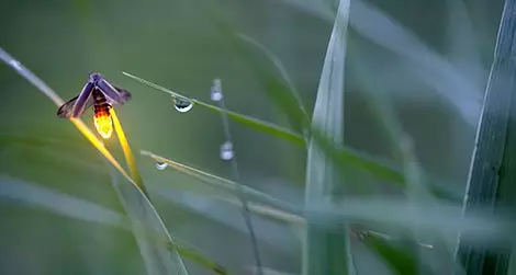 സ്വന്തം ലൈറ്റ്ഷോ സൃഷ്ടിക്കുന്ന പ്രാണി