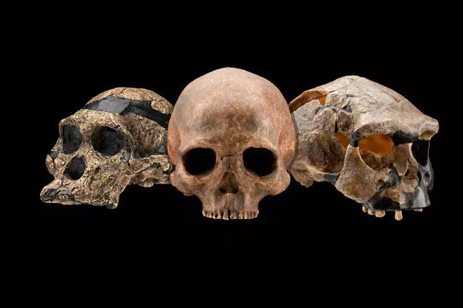 Algumas das descobertas mais emocionantes da evolução humana aconteceram na última década. (Programa de Origens Humanas, Smithsonian Institution)