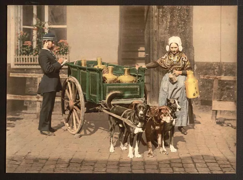 melkwagen getrokken door honden