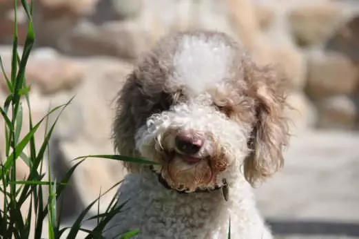 In Lagotto Romagnolo