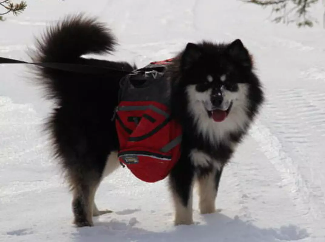 Lapphund ហ្វាំងឡង់