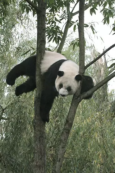 Ba da daɗewa ba za mu ga jaririn Panda?