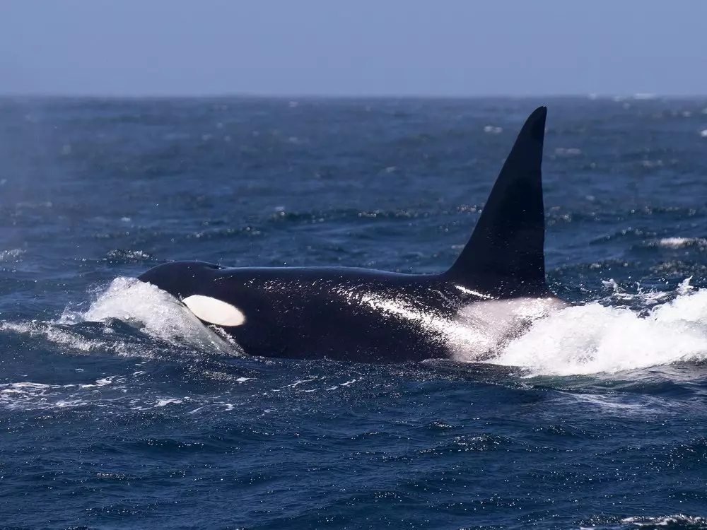 Stranded Killer Whale Apulumuka Ndi Thandizo la Anthu