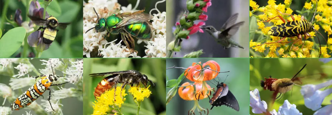 Compuesto de ocho insectos polinizando flores.