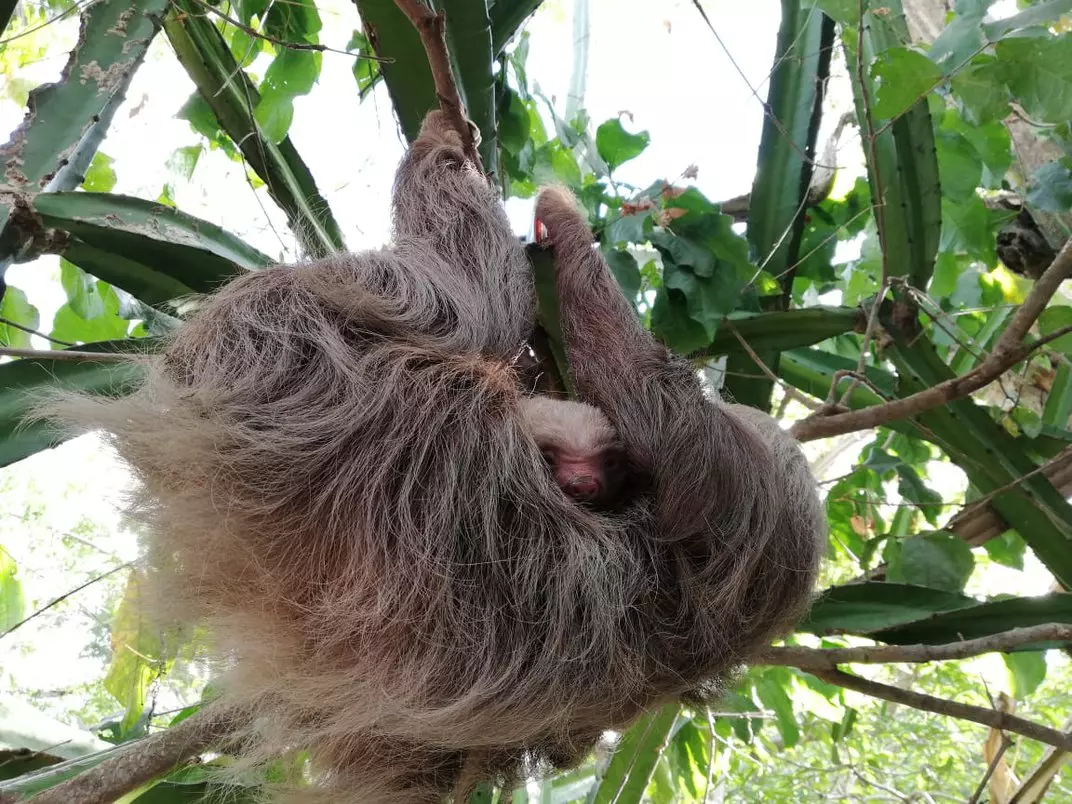 Sloth tergantung pada pokok dengan kepala di antara kakinya