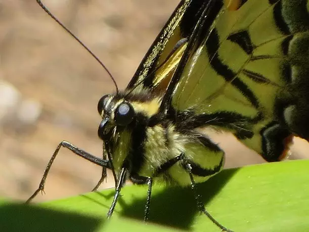 Ib tug close-up ntawm ib tug tsov swallowtail npauj npaim