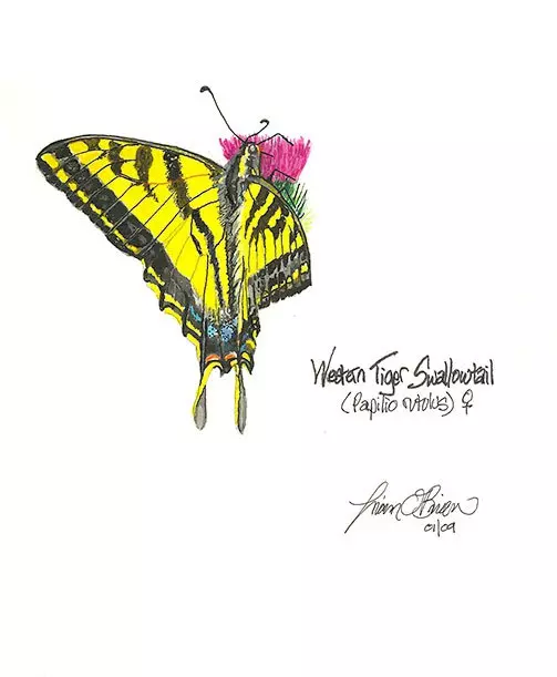 Swallowtail illustration, los ntawm Liam O'Brien