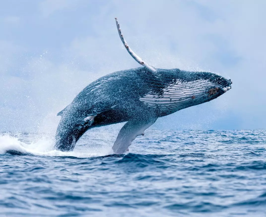 Balenë me gunga