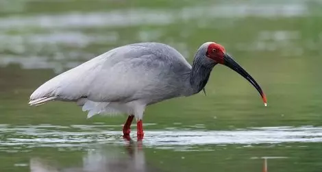 As 5 especies de aves máis misteriosas do mundo