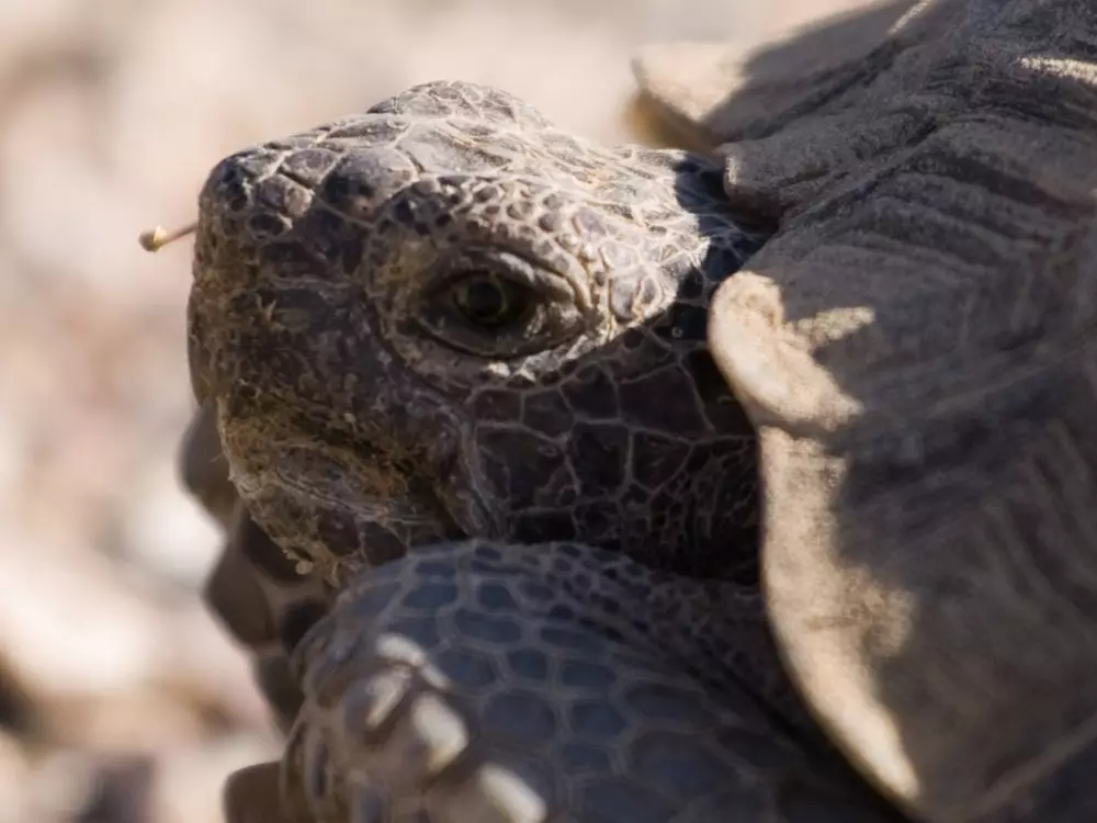 Qurbanên Herî Dawî yên The Housing Bubble's Doomed Desert Tortoises