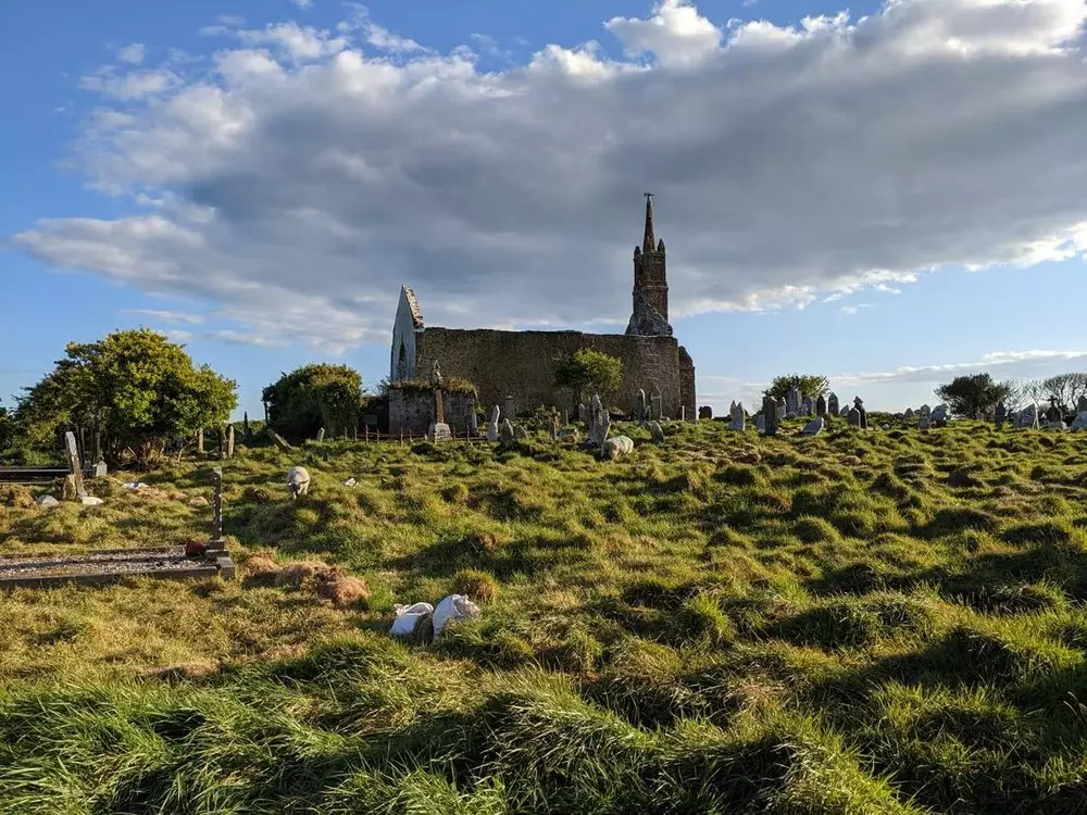 Weidende Ziegen und Schafe helfen bei der Entdeckung historischer Grabsteine in Irland