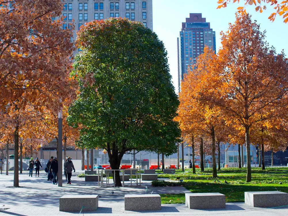 Sazenice z 9/11 Survivor Tree míří do Paříže, San Bernardina a Orlanda