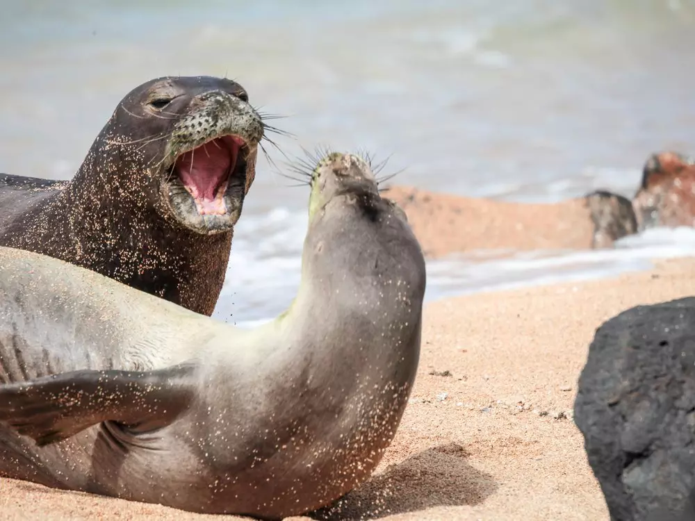 ¿Por qué las raras focas monje de Hawái hacen fila para recibir sus vacunas?