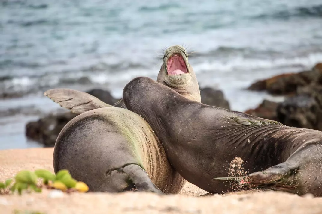 Hobaneng ha Li-Monk Seals tsa Hawaii tse sa tloaelehang li ikemiseditse ho fumana lithunya tsa tsona