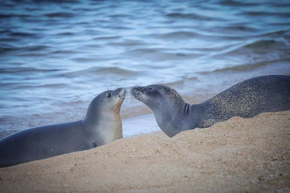 Why Rare Hawaiian Monk Seals Are Lining Up to Get Their Shots