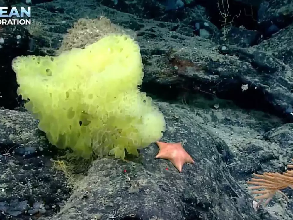 Onyonyo n'okpuru mmiri nke sponge oké osimiri na-acha odo odo na-esote azụ kpakpando pink na-egbuke egbuke. Ha abụọ na-ezu ike n'elu nnukwu nkume ojii.