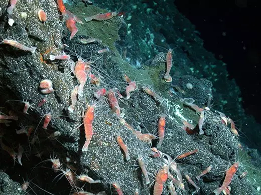 Bild vun der Woch - Shrimp bei engem Undersea Vulkan