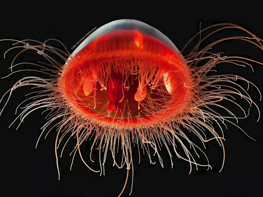 Karen Osborn, zoóloga de invertebrados y curadora del Museo Nacional de Historia Natural del Smithsonian, utiliza la fotografía para ayudar a las personas a conectarse con los animales marinos difíciles de ver que estudia, como esta medusa de aguas profundas (Voragonema pedunculata). (Karen Osborn, Smithsonian)