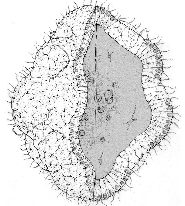 Schizzo in bianco e nero della struttura interna ed esterna di un cassioma, una massa di melma espulsa dalle meduse.