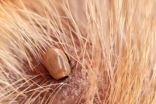 A doença de Lyme pode ser transmitida por carrapatos, como este carrapato de veado.