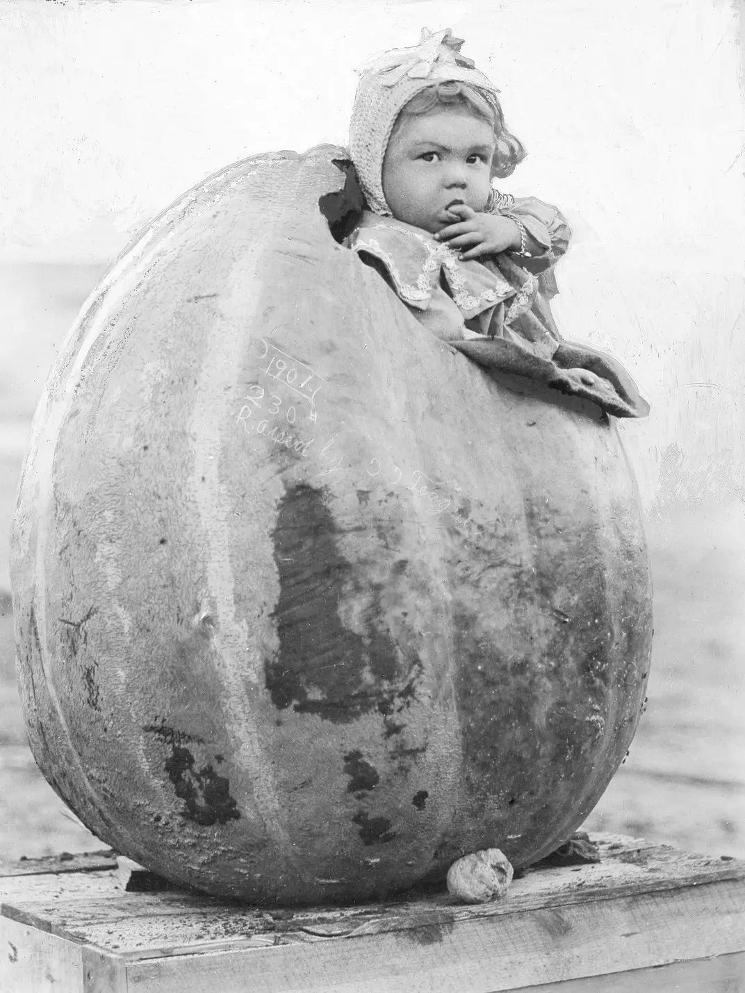 Фота з часопіса пачатку 20-га стагоддзя паказвае дзіця ў гіганцкай каліфарнійскай гарбузе.