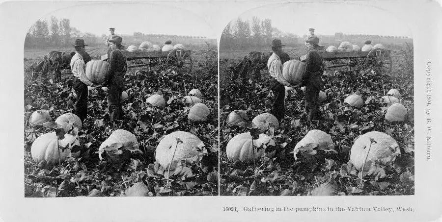 Cosecha de calabazas en el valle de Yakima, Washington, 1904