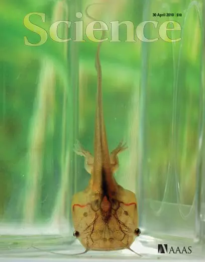 ciencia_mag_cover.jpg
