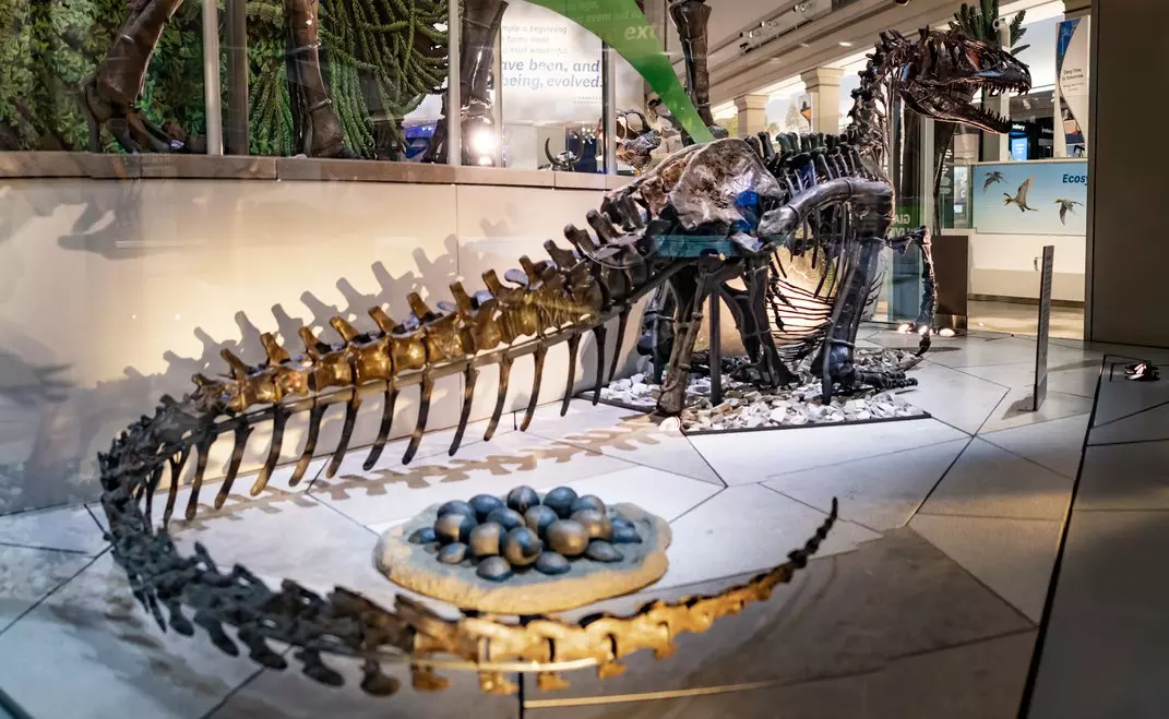 Dinosour-skelet met staart gewikkeld rond een replica-nest van eieren