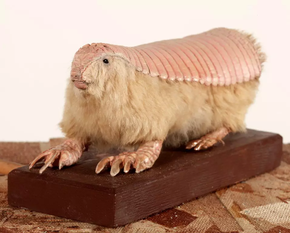 Taxidermied pink armadillo pane pedestal yehuni