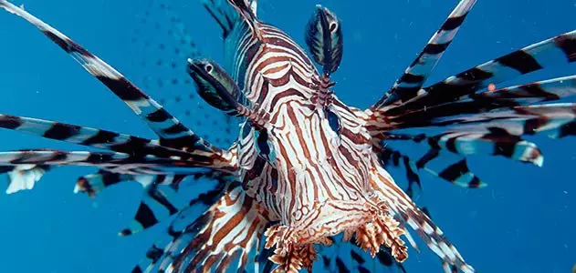 Tlhaselo ea Lionfish