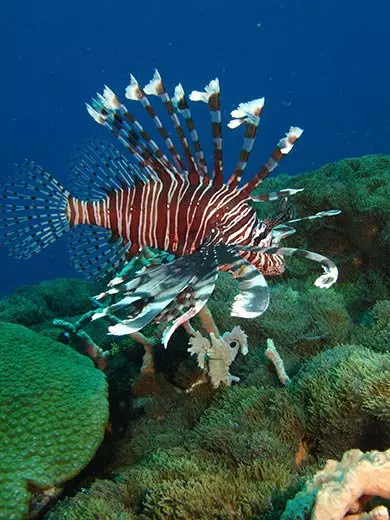 Invasi saka Lionfish 22887_2