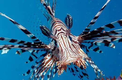 Sou entènèt jwèt Envazyon nan Lionfish la 22887_3