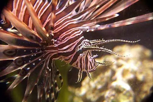 Uvamizi wa Lionfish 22887_4