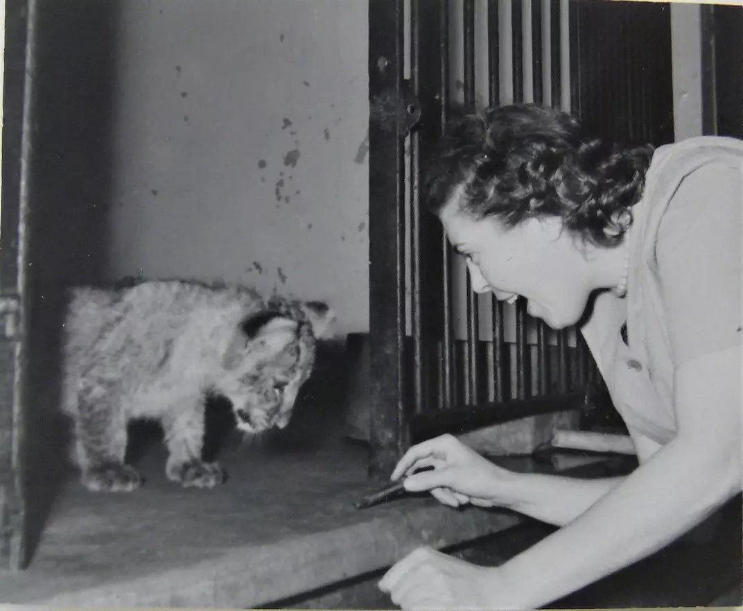 Crimilda con un cachorro de león (en un zoológico no identificado), cortesía de las Colecciones Especiales de la Universidad de Western Michigan, Crimilda Pontes Graphic Arts Archive.