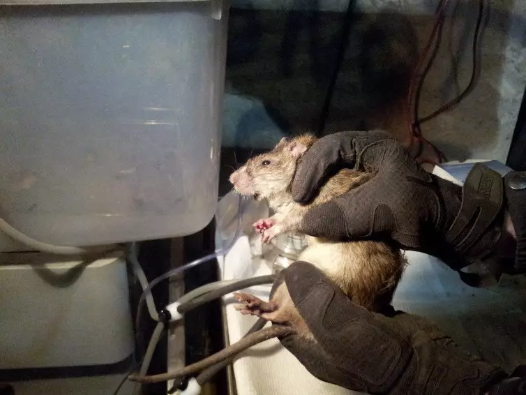 Čerstvo mikročipovaný potkan, grogy, ale inak zdravý.