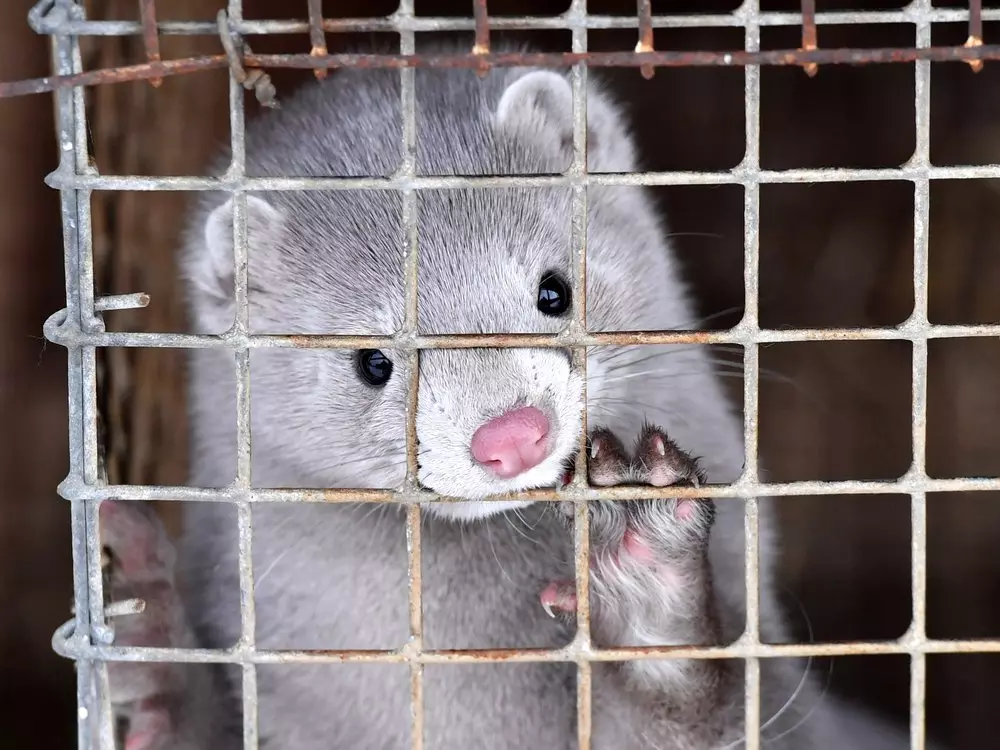 Covid-19 e Fihla Mapolasi a Mink a Utah