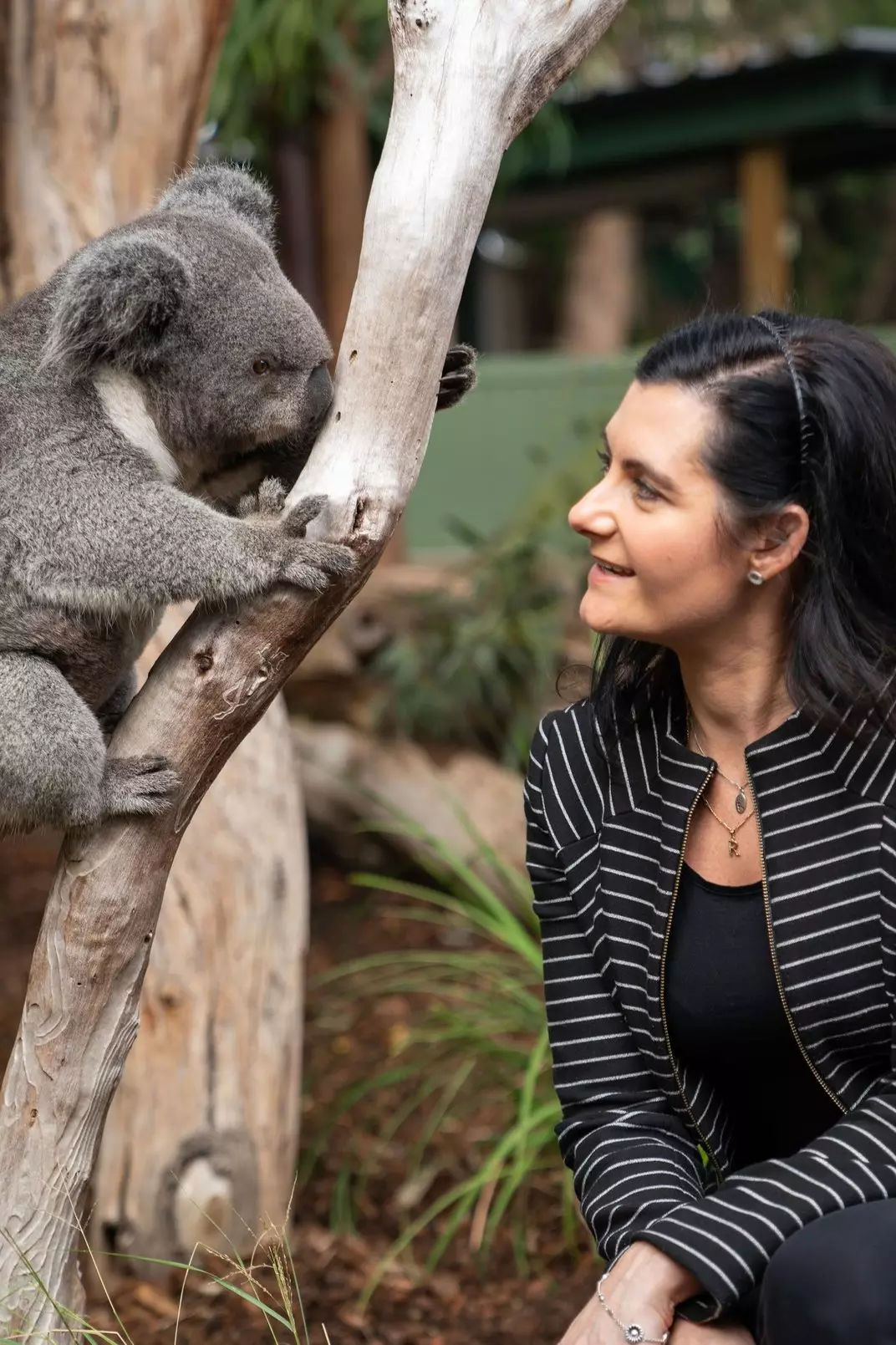 Bir ağaçta bir koala yüzüne bakan kişi.