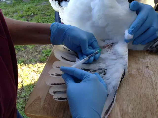 ไวรัสที่มียุงเป็นพาหะพบได้ยากในไก่หลายตัวในฟลอริดา