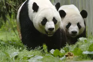 Hrdí rodiče pandy Mei Xiang a Tian Tian