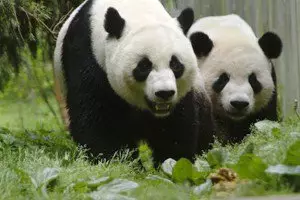 Ponosni roditelji pande Mei Xiang i Tian Tian