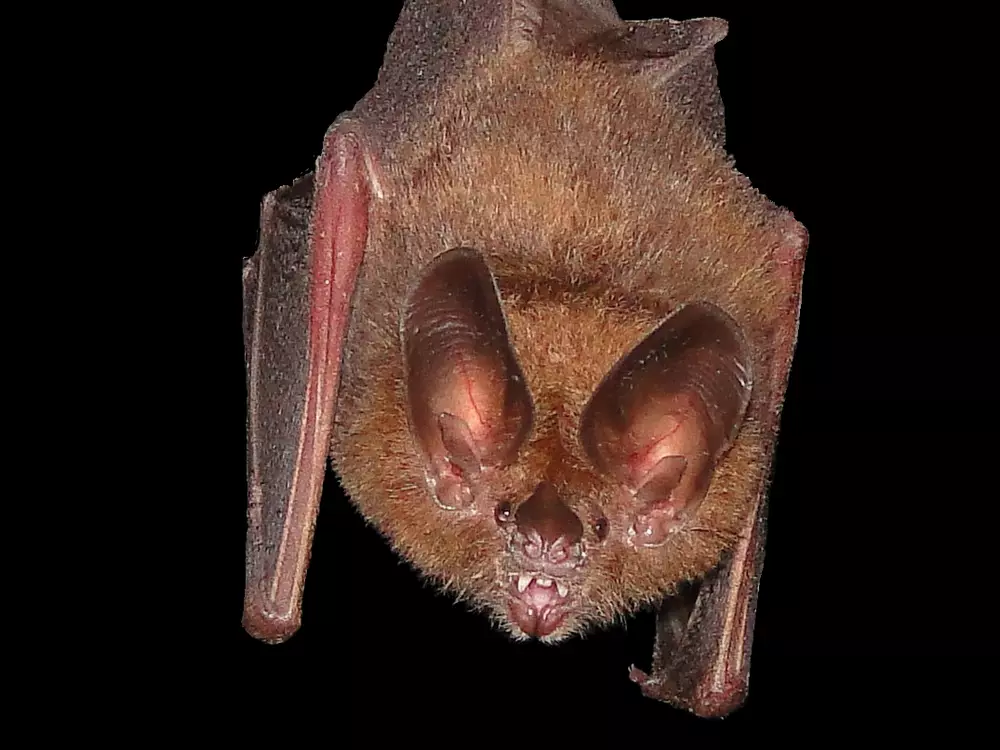 Loj-eared bat