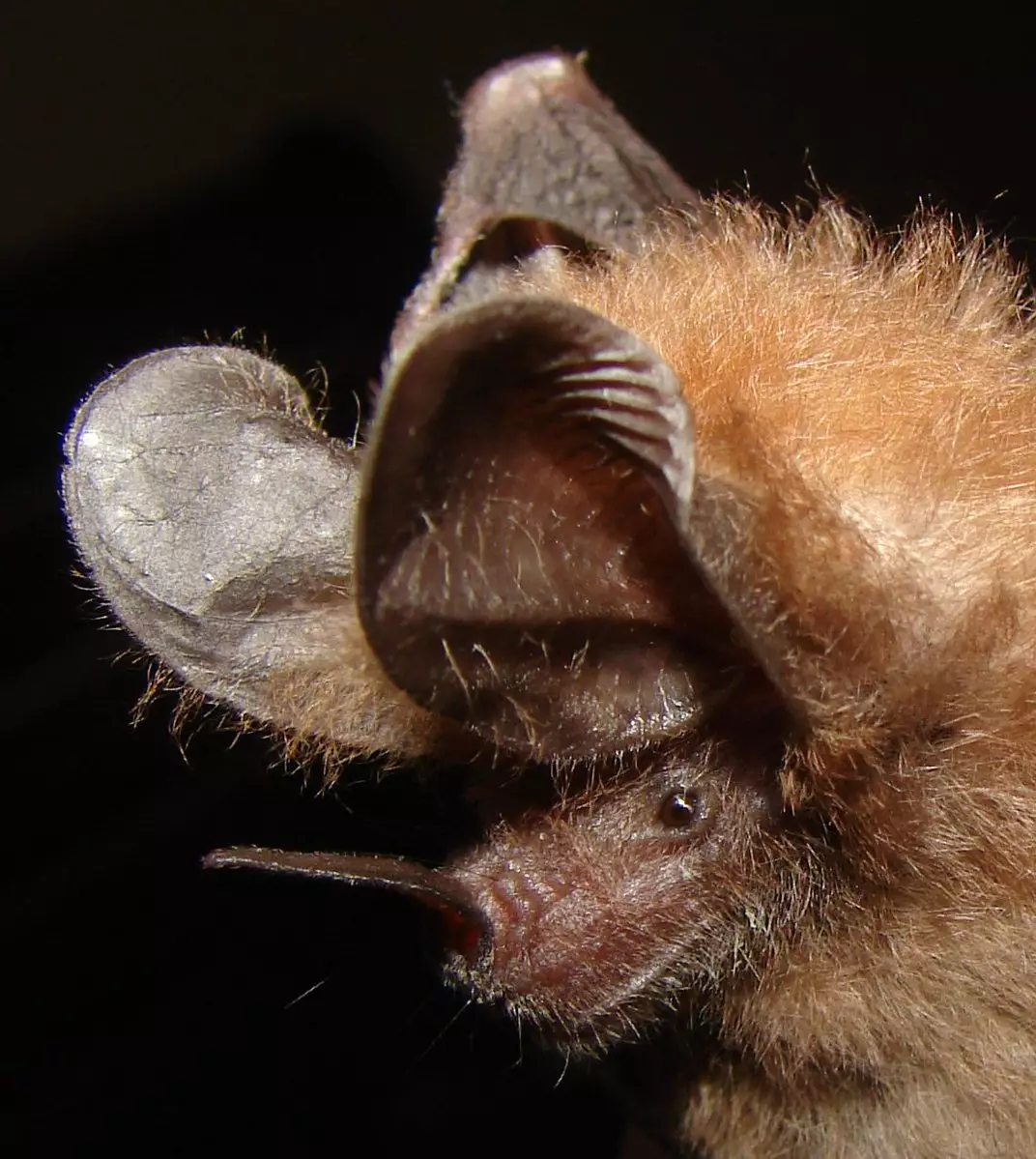 Badag-Eared Bat