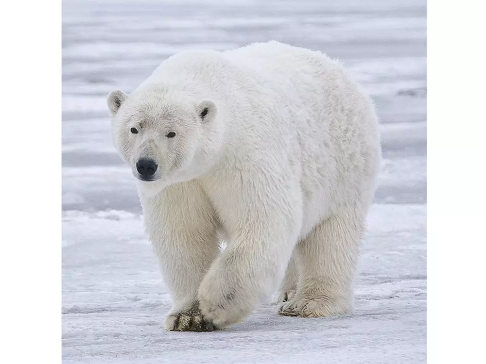 jääkarhuja
