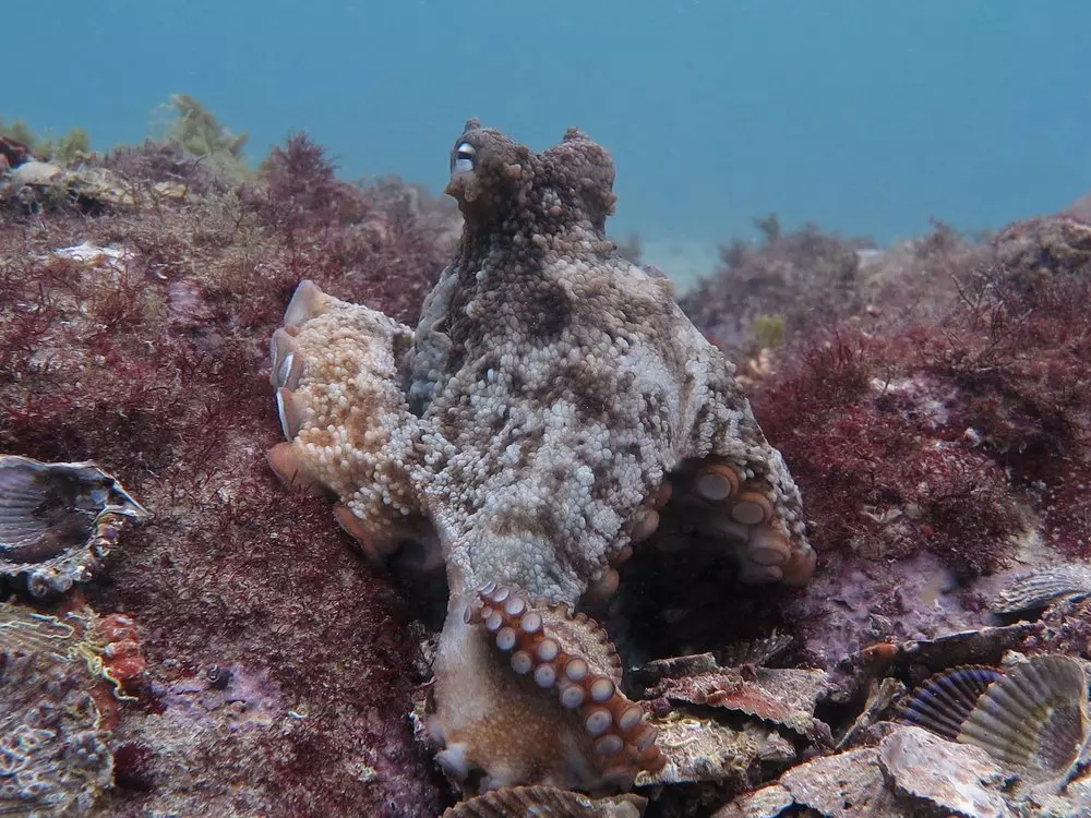 Ilu Octopus