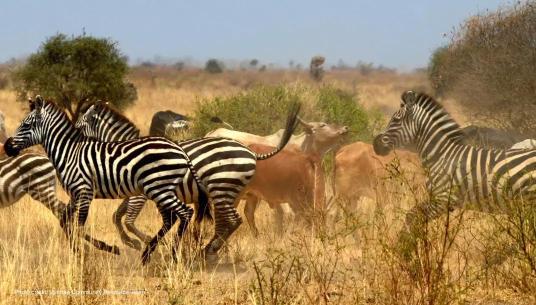 zebra jeung sapi babarengan dina hiji dataran