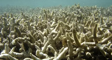 Majority of Coral Reefs Will Be Damaged By 2030 Due to Rising Greenhouse Gases